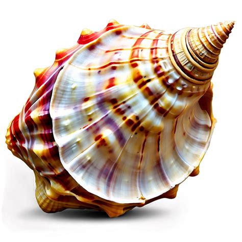 [200 ] Conch Shell Png Images Page 3