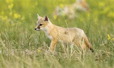 Swift Fox Guardians Of Grasslands