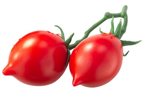 포도 나무에 피엔놀로 델 베수비오 토마토 고립 된 이탈리아 가보 토마토 채소에 대한 스톡 사진 및 기타 이미지 토마토 채소