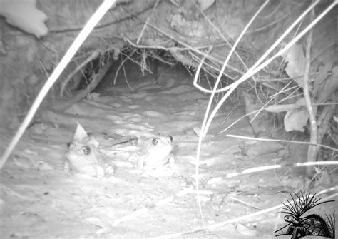 The Gopher Tortoise