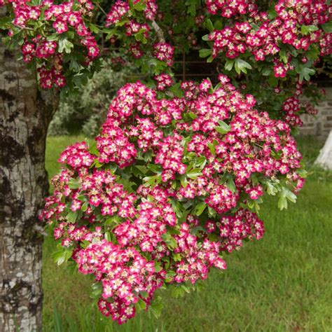 Hawthorn Trees For Sale Crataegus Maythorn Ornamental Trees