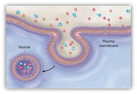 Signal Transduction Pt 2 Flashcards Quizlet