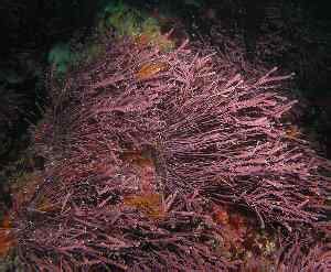Algas rojas Rhodophytas rodófitas Naturaleza y ecología