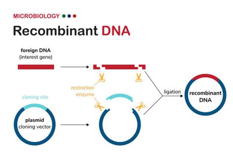 Recombinant Dna Technology