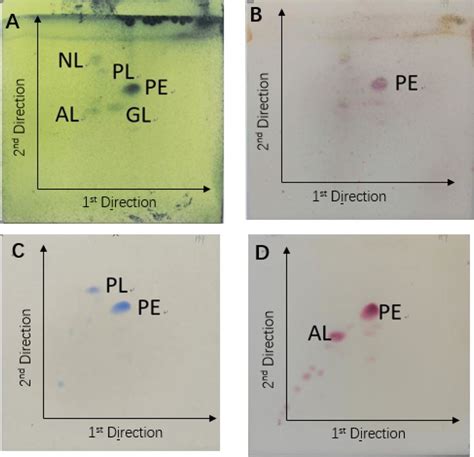 Two Dimensional Thin Layer Chromatographs Of Polar Lipid Extracts