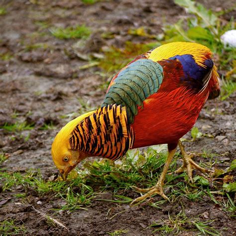 The Golden Pheasant American Museum Of Natural History Facebook