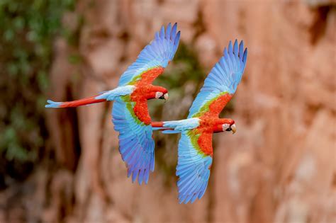 Red And Green Macaws In Flight Backcountry Gallery Photography Forums