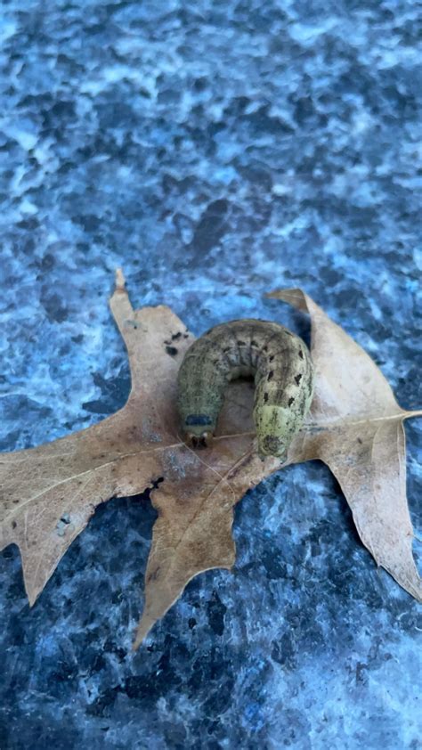 Anyone Know What This Lil Fella Is Rwhatsthisbug