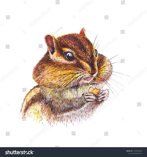 Chipmunk Full Cheeks Eating Isolated On Stock Illustration 1478520455
