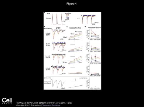 Fast Ca2 Buffer Dependent Reliable But Plastic Transmission At Small