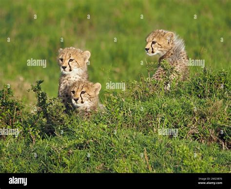 Three Very Young Fluffy Cheetah Cubs Acinonyx Jubatus Playing