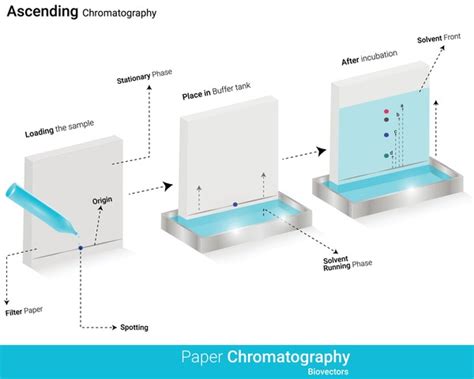 2 Descending Chromatography Stock Vectors And Vector Art Shutterstock