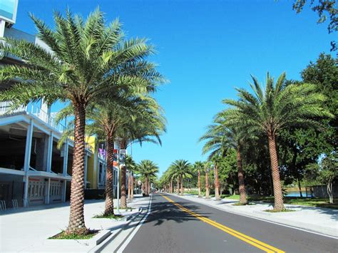 Middle East Landscape Tree Anchoring And Irrigation Platipus Anchors Earth Anchoring Systems