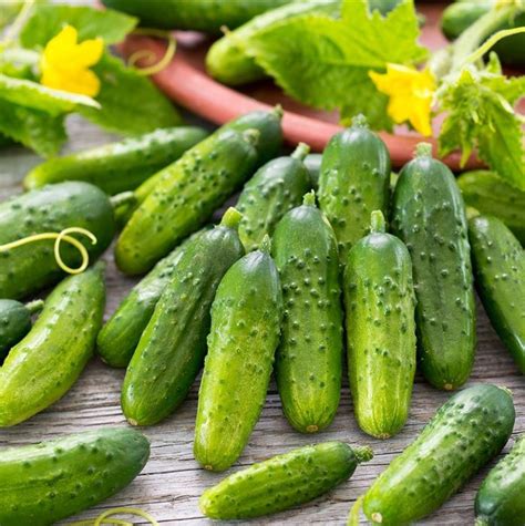 Einlegegurke Conny Cucumis Sativus