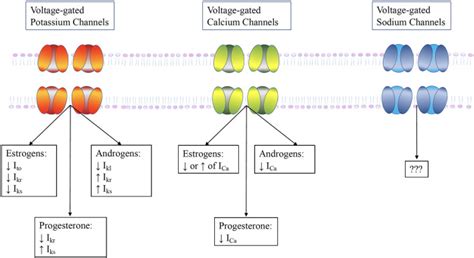 The Link Between Sex Hormones And Susceptibility To Cardiac Arrhythmias From Molecular Basis To