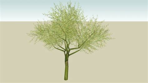 3d Tree Model