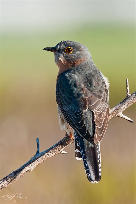 Bird Fan Tailed Cuckoo Barwon Bluff