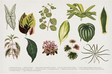 汇编of Ornamental Leaves Engraved By？？？素材 高清图片 摄影照片 寻图免费打包下载