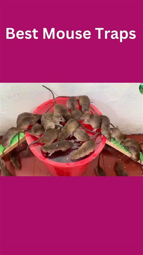 Motel Mouse Humane No Kill Live Catch And Release Mouse Traps Reusable