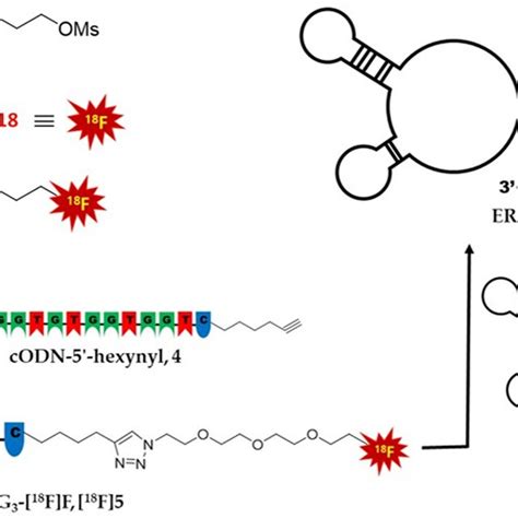Schematic Illustration Of Erb‐b2 Receptor Tyrosine Kinase 2