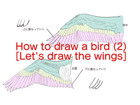 How To Draw A Bird 2 Let S Draw The Wings MediBang Paint The Free Digital Painting And