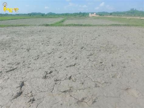 ရာသီဥတုဖောက်ပြန်မှုနှင့်အတူမိုးခေါင်၍ ရခိုင်တွင် လယ်မြေအများအပြားပျက်စီးနိုင်ဖွယ်ရှိနေ