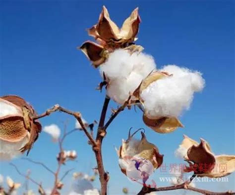 棉花市场价 今年棉花价格多少钱一斤 随意云