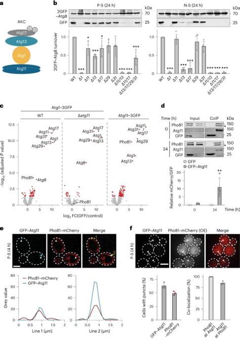 Martin Röck On Linkedin A Metabolite Sensor Subunit Of The Atg1 Ulk