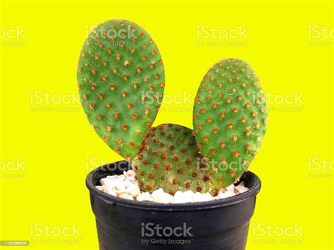 노란 배경에 고립 된 까만 플라스틱 냄비 안쪽에 백색 돌에 가벼운 녹색 토끼 Opuntia 선인장 선인장에 대한 스톡 사진 및