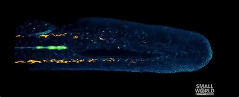 Nicolas Hubacz Ms On Linkedin Smallworld Science Biology