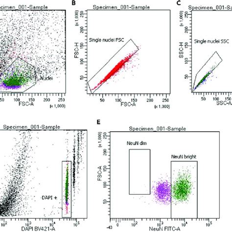Example Facs Plots For A Single Nucleus Experiment A Gate For Nuclei