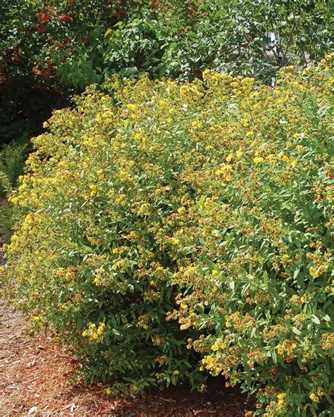 How To Propagate St Johns Wort A Comprehensive Guide My Heart Lives
