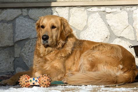 美丽的金毛猎犬高清图片下载 正版图片507124503 摄图网