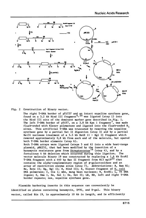 Binary Agrobacterium Vectors For Plant Transformation Pmc