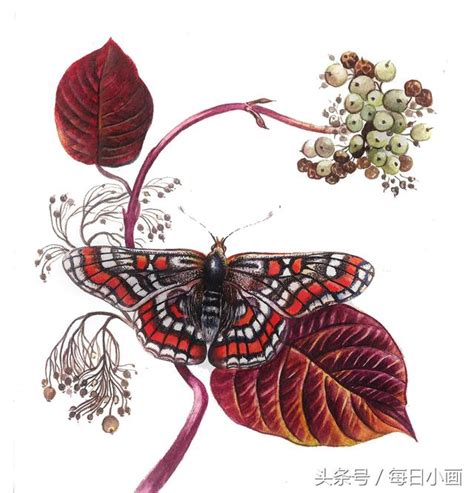 水彩和彩鉛完美結合，國外藝術家靜物作品 每日頭條
