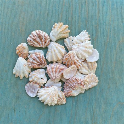 Cats Paw Shell Etsy