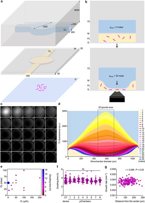Operating Principle And Validation Of The Microfluidic Culture Chamber Download Scientific