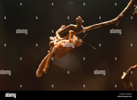 Hedge Grasshopper Valanga Irregularis Sydney Wildlife World Sydney