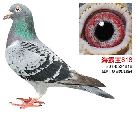 詹森最后26羽信鸽图片 老詹森最早老种鸽图片 西翁鸽子 大山谷图库