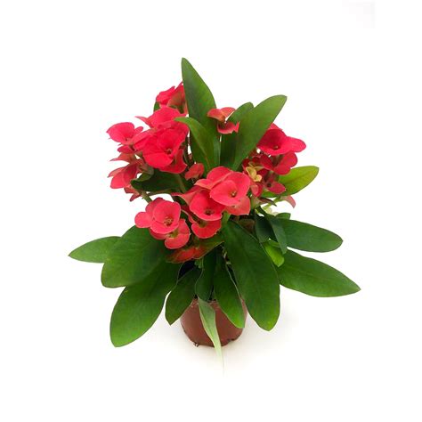 Cserepes Euphorbia Milii Kvety Sk
