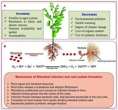 Rhizobium Bacteria Benefits Of Inoculation Visjon Biologics