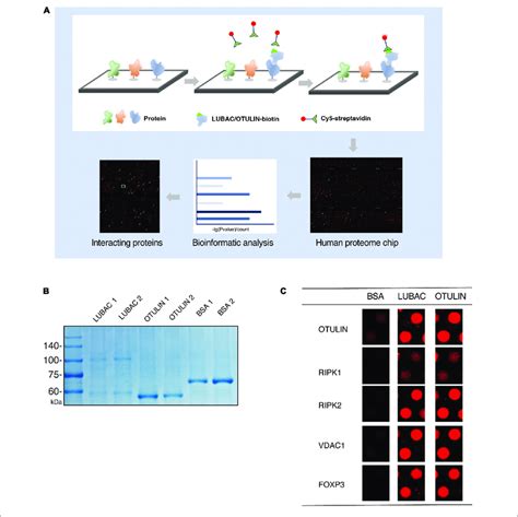 HuProt Human Proteome Chip Screening Of LUBAC And OTULIN Potentially