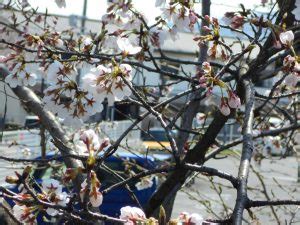 開花した桜の様子03 24 ヤタカラス便り