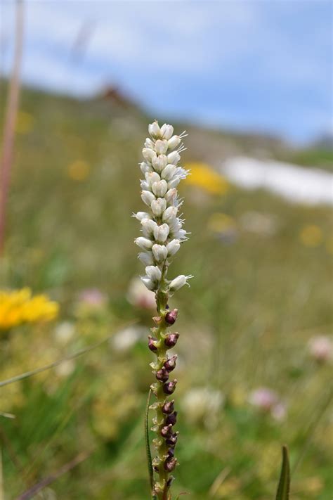 Polygonum Viviparum Alpine Bistort