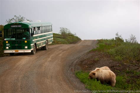 Grizzly Bear Photos By Ron Niebrugge
