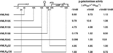 Mapping Of The Cis Acting Sequences Required For The Inducible