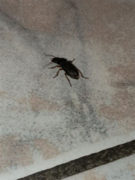 Please Dont Tell Me Its A Cockroach Rwhatbugisthis