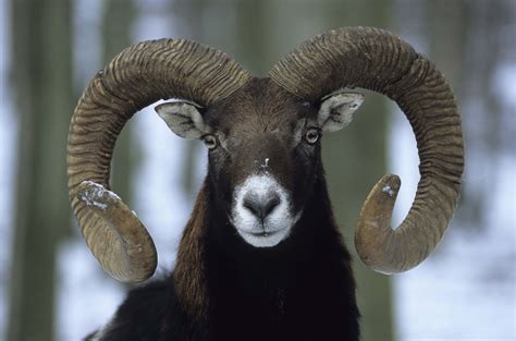 Closeup photo of black and brown ram HD wallpaper | Wallpaper Flare