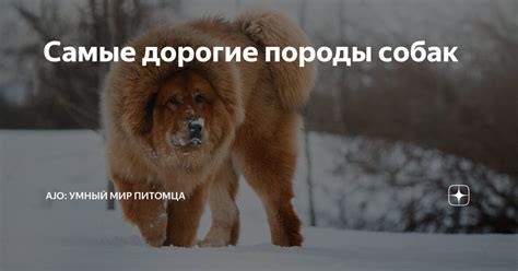 Самые дорогие породы собак Ajo Умный мир питомца Дзен