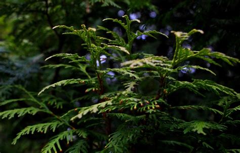 Wallpaper Nature Tree Twig For Mobile And Desktop Section природа
